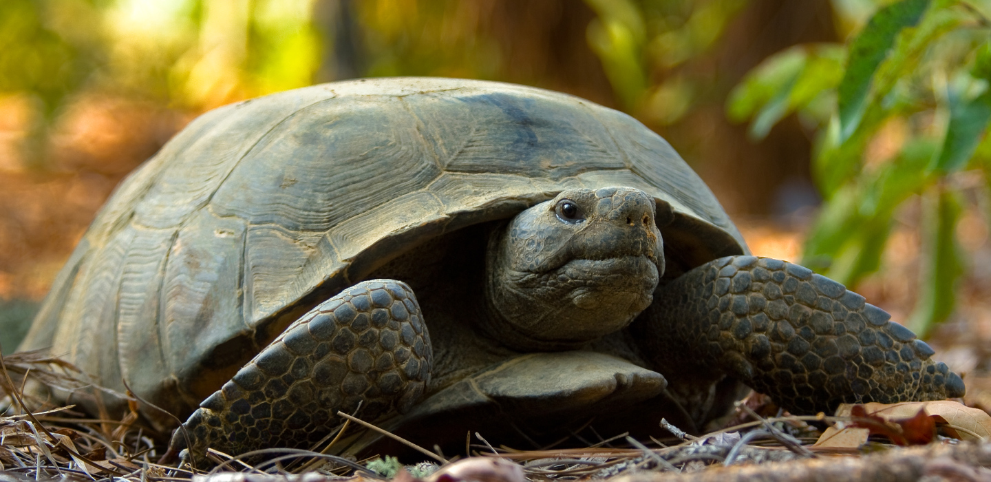 Protecting the Gopher Tortoise Along Georgia’s Coastline - The ...