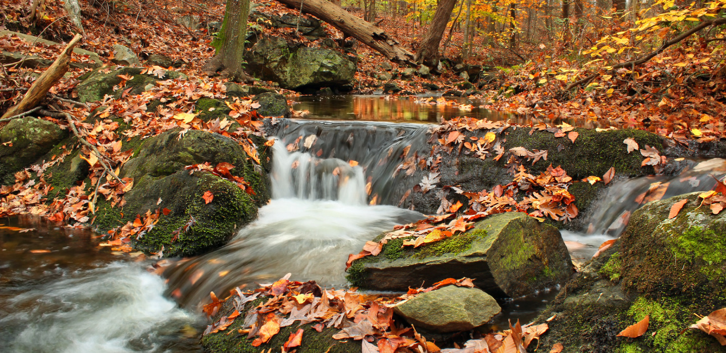 Conserving Michaux State Forest - The Conservation Fund
