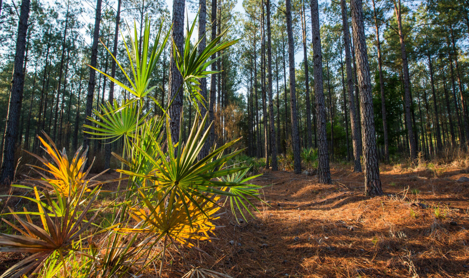 Sansavilla Wildlife Management Area - The Conservation Fund