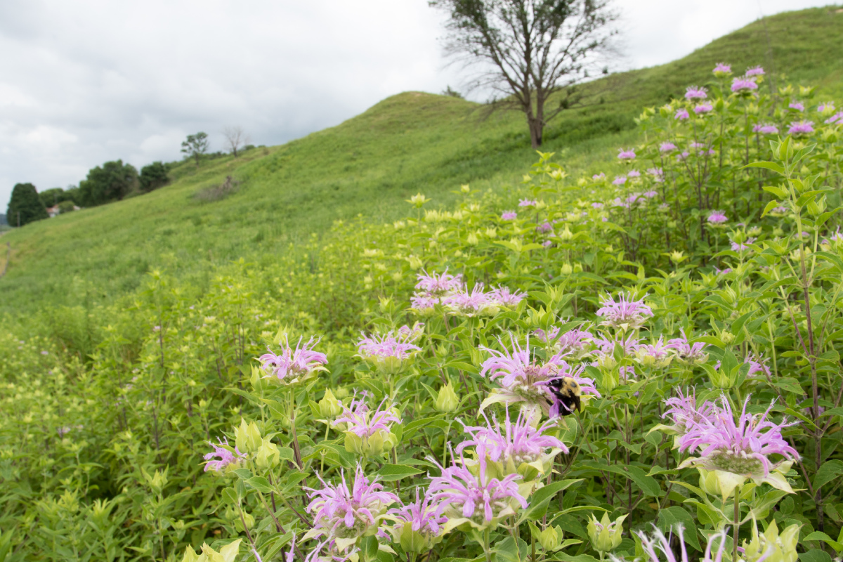 Illinois Hill Prairie Habitat Restoration - The Conservation Fund