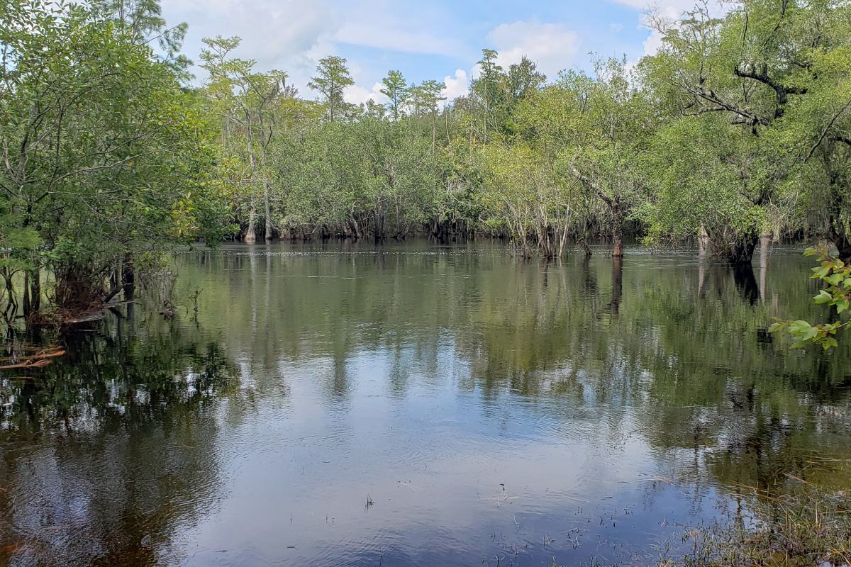 Suwannee River Headwaters Forest - The Conservation Fund