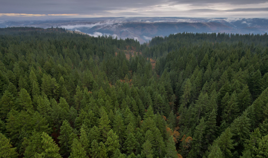 FCEP: Forest Conservation Easement Program - The Conservation Fund